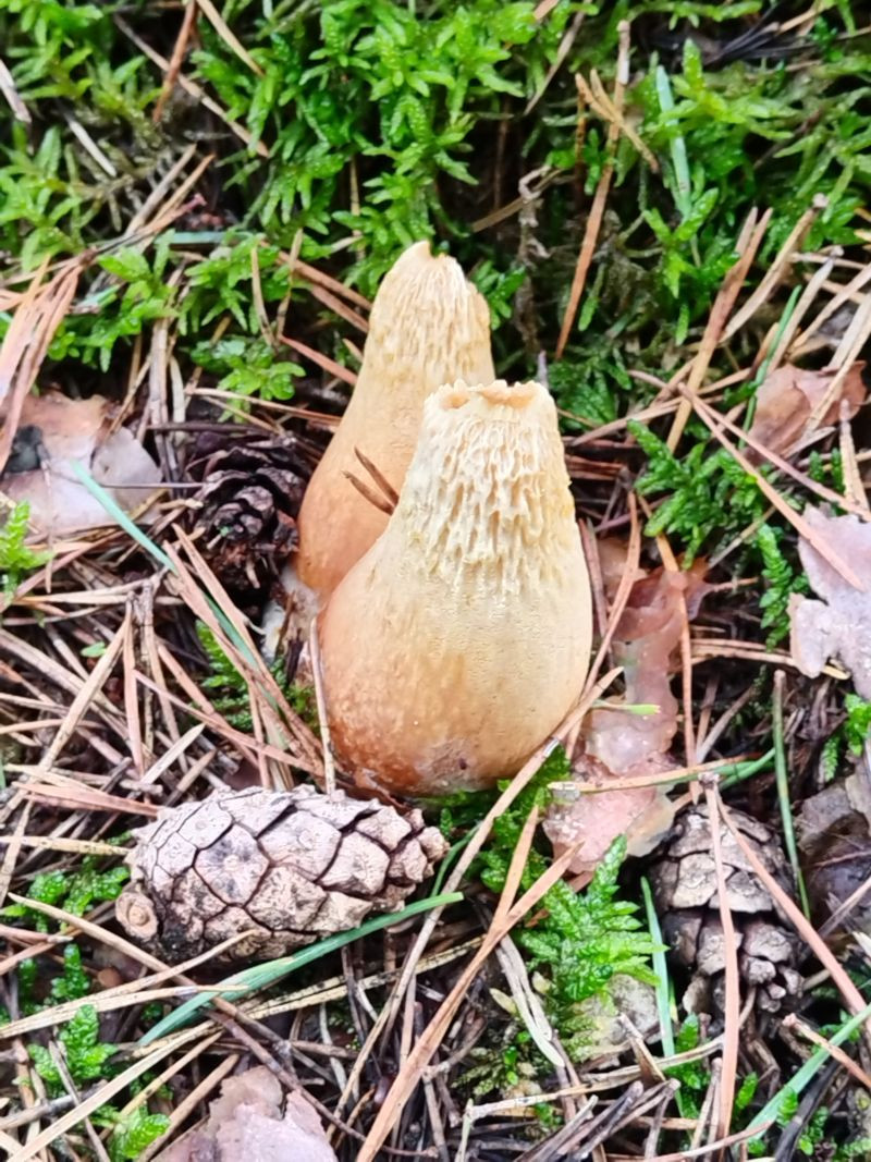 Identyfikacja grzyba bez kapelusza - jak go rozpoznać?